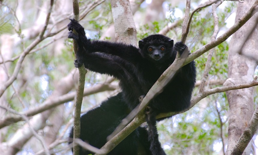 10 Of Africa's Rarest And Most Endangered Mammals - And Where To Seek ...