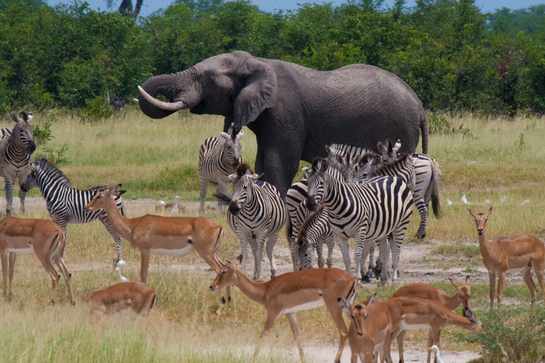 Experience the best of the Chobe National Park in this gorgeous East ...