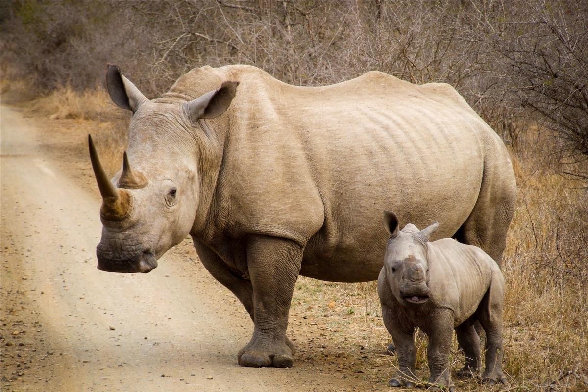 Umkhumbi | Kwazulu Natal Safari | Rainbow Tours