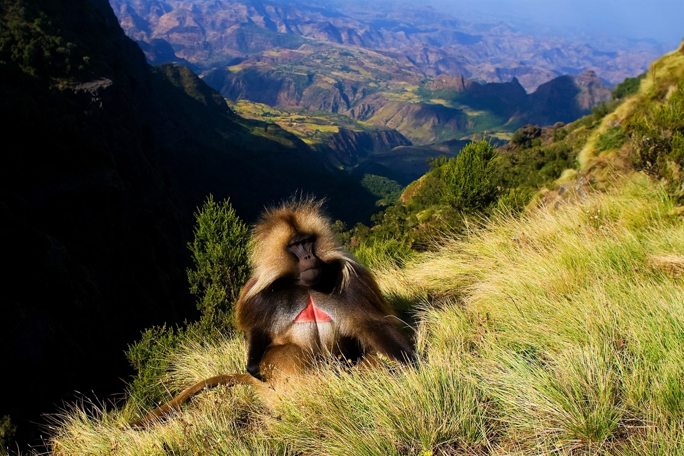 Wildlife of Ethiopia Holiday | Rainbow Tours