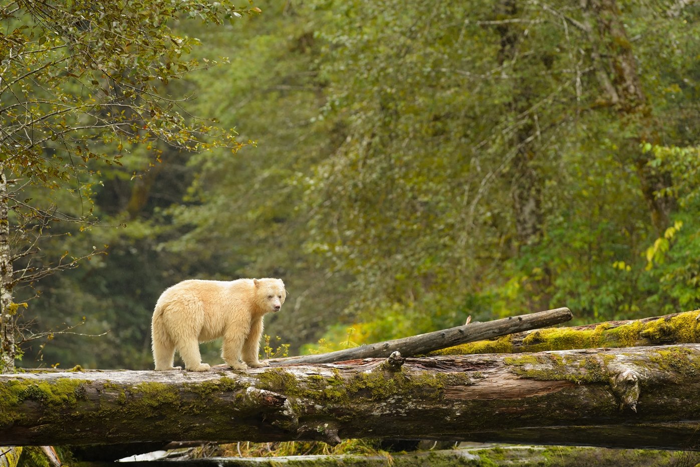 Spirit Bears of British Columbia | Great Bear Rainforest Tour